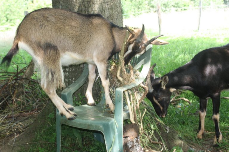 Goat Enrichment: The Importance of Mental Health - Goat Journal